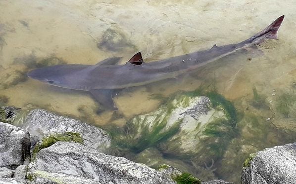 Rare shark rocks up on South Uist - Am Pàipear